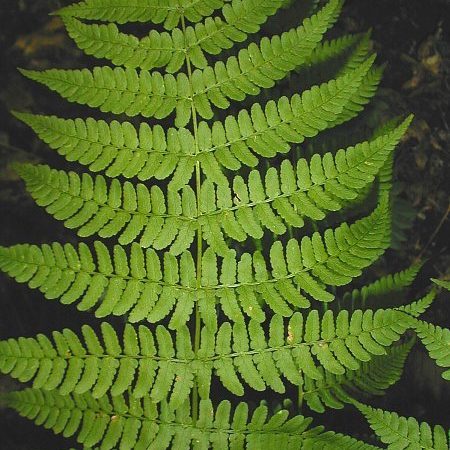 Ferns | Tennessee Smart Yards