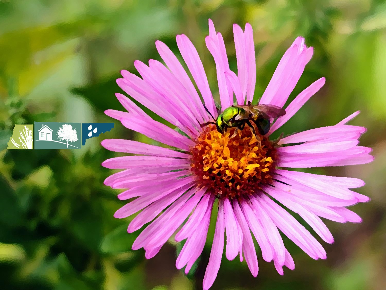 Tennessee Smart Yards | Tennessee Smart Yards