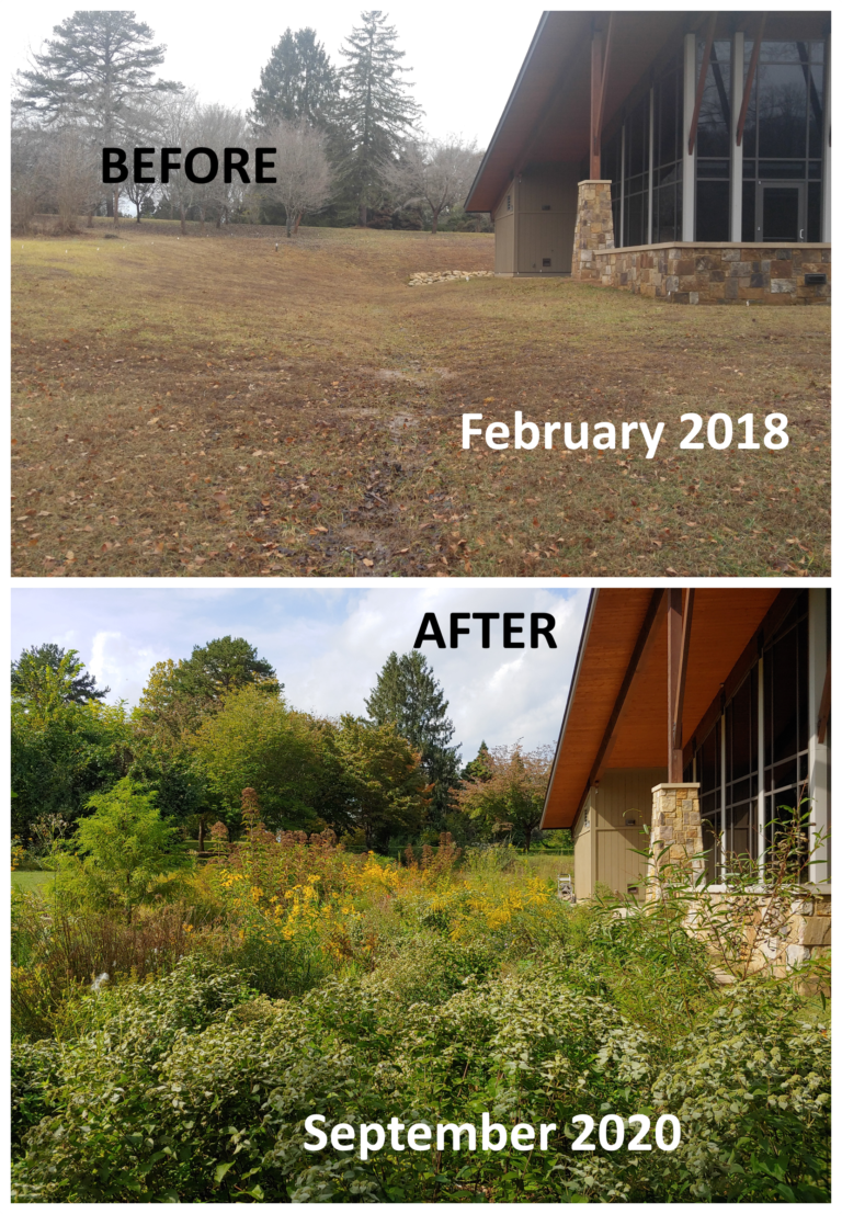 Rain Gardens | Tennessee Smart Yards